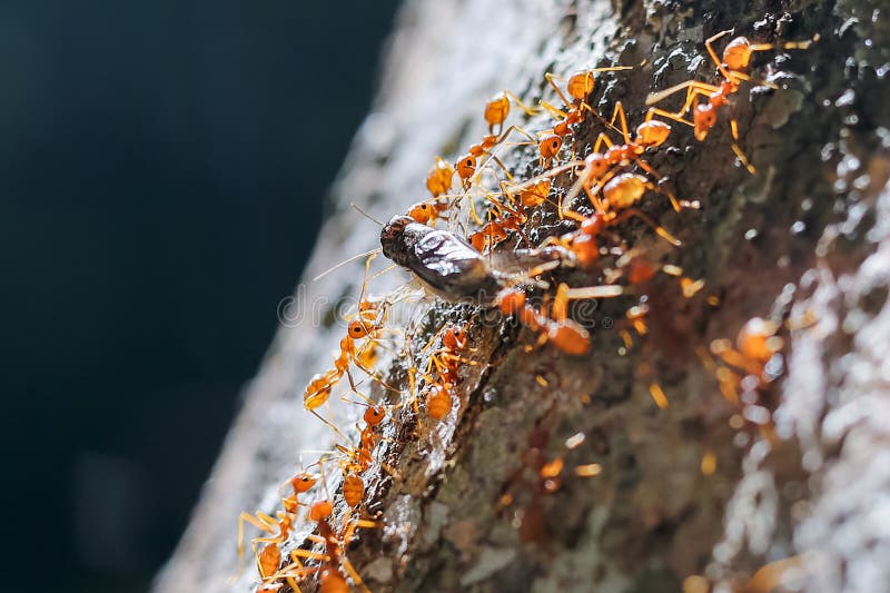 129 Ant Chain Stock Photos - Free & Royalty-Free Stock Photos from ...