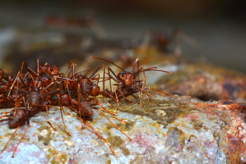 Red ant teamwork in nature stock photo. Image of ants - 67314562