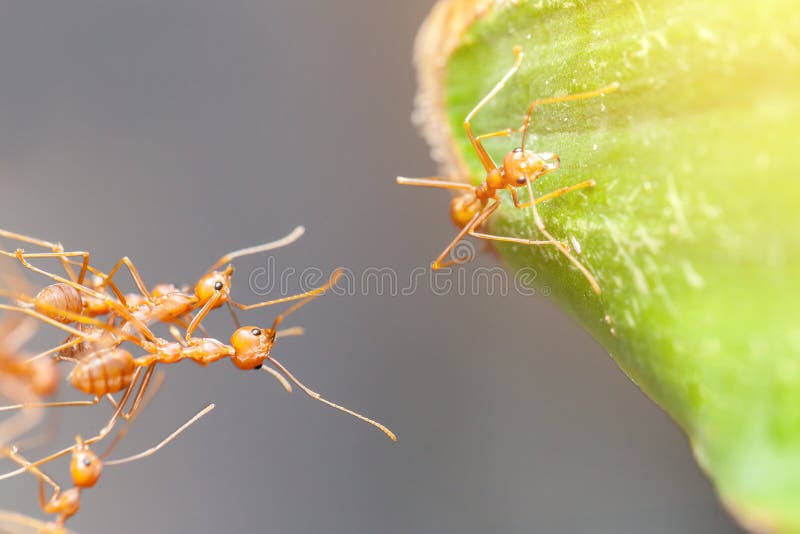 Ant teamwork stock photo. Image of animals, insects, ants - 26831548