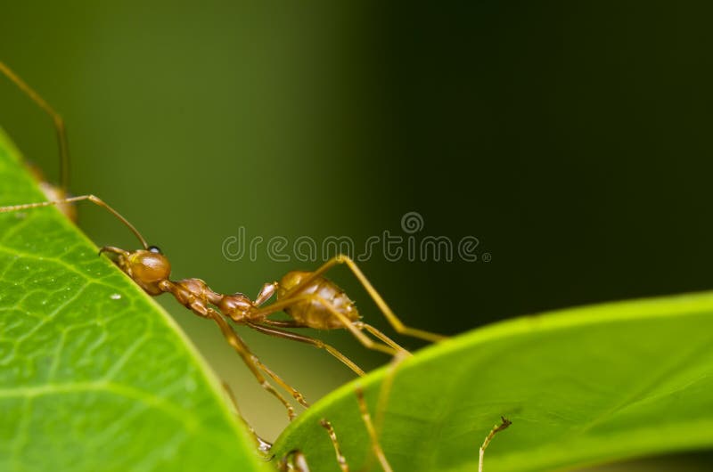 Red ant so tired stock image. Image of extreme, wildlife - 20169067