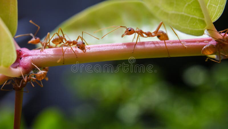 Red ant on tree stock image. Image of team, natural - 131367387