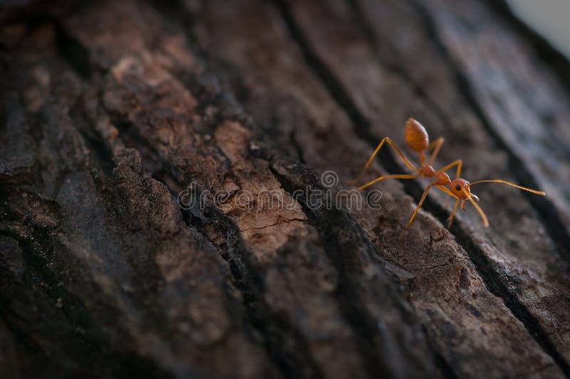 Red ant on a tree stock photo. Image of waist, forest - 23926252