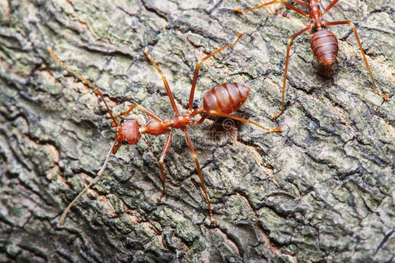 Red ant stock image. Image of ecology, macro, cover, details - 93251445