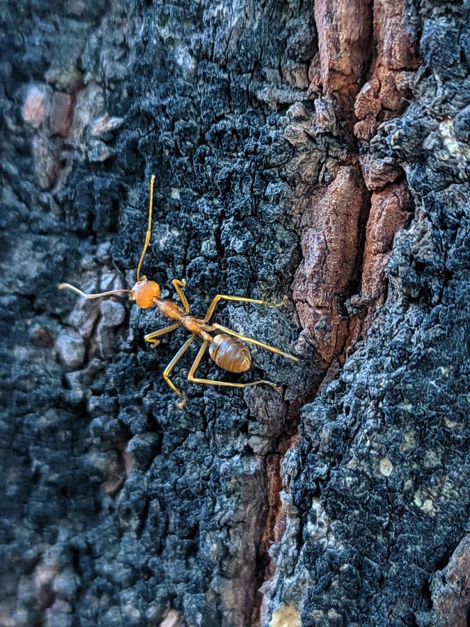 Red Ant in the Tree Beautyfull Animal Stock Image - Image of beautyfull ...
