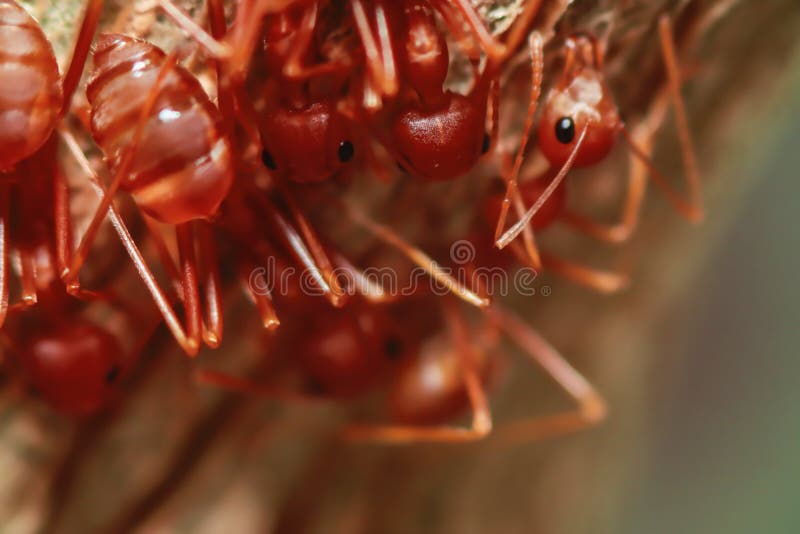 Red ant on the tree stock photo. Image of colorful, predator - 179625844