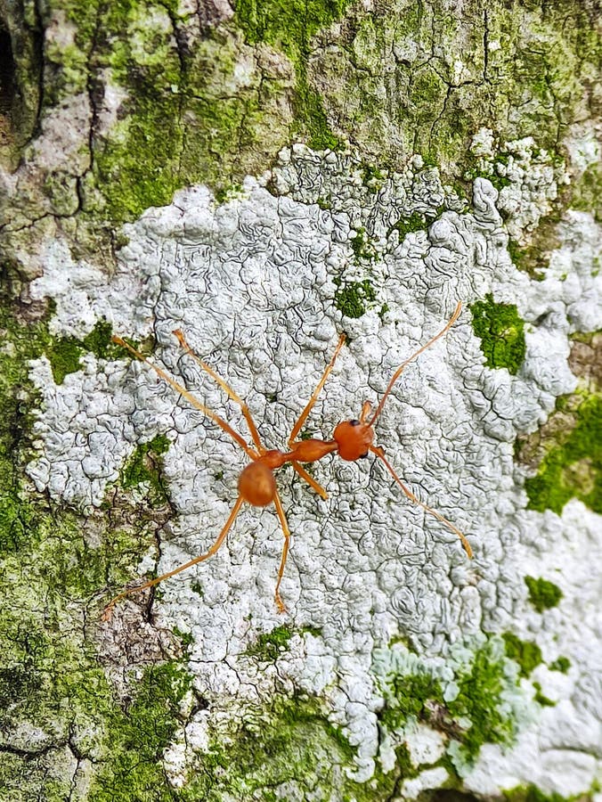 Red ant on the tree stock image. Image of macro, tree - 224861655