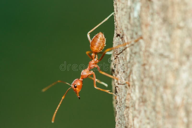 Red ant on the tree stock photo. Image of life, gaster - 146937374