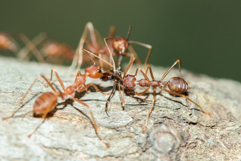 Red ant on the tree stock image. Image of dolichopodidae - 146937469