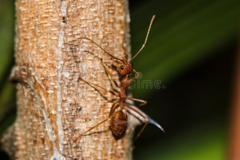 Red ant on the tree stock photo. Image of beauty, closeup - 146937568