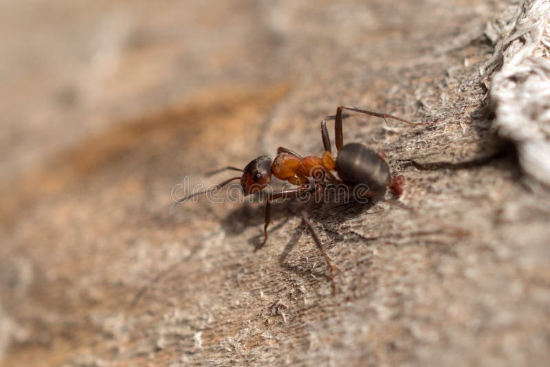 Red ant on a tree stock image. Image of black, nature - 246601017