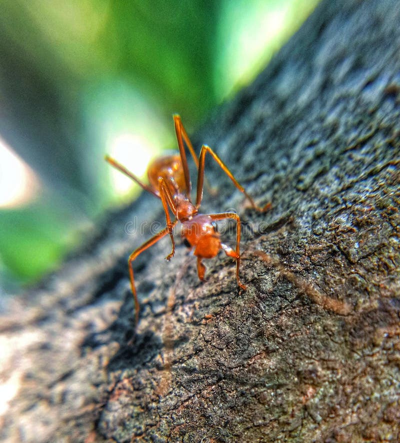Red ant on a tree stock photo. Image of small, macro - 146985212