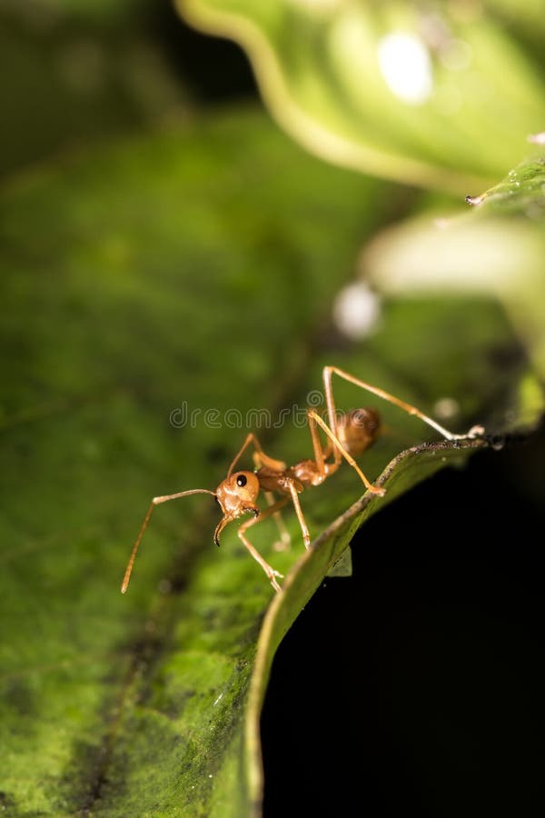 Red ant. stock image. Image of habitat, forest, feeler - 124063883
