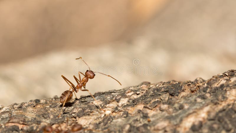 Red ant. stock photo. Image of pincher, feeler, jungle - 58434342