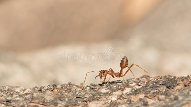 Red ant. stock image. Image of ecology, fauna, timber - 58478437