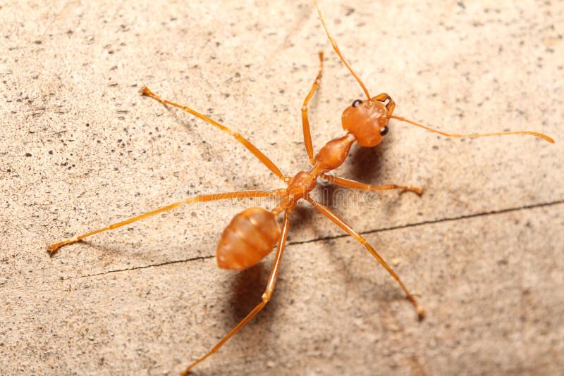 Small Red Ant on Tree in Garden Stock Image - Image of dragonfly, leaf ...