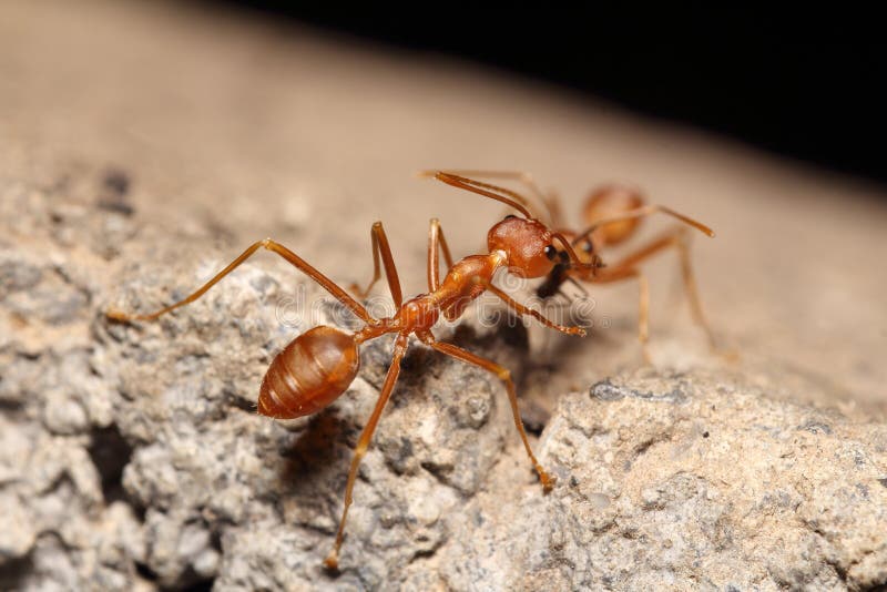 Red ant on tree stock photo. Image of animal, thailand - 64951290