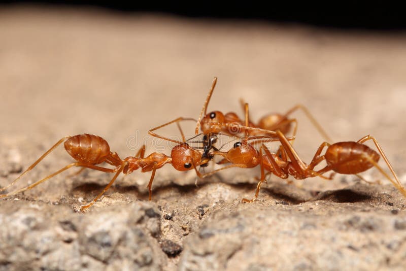 Red ant on tree stock image. Image of fight, team, orange - 64951373