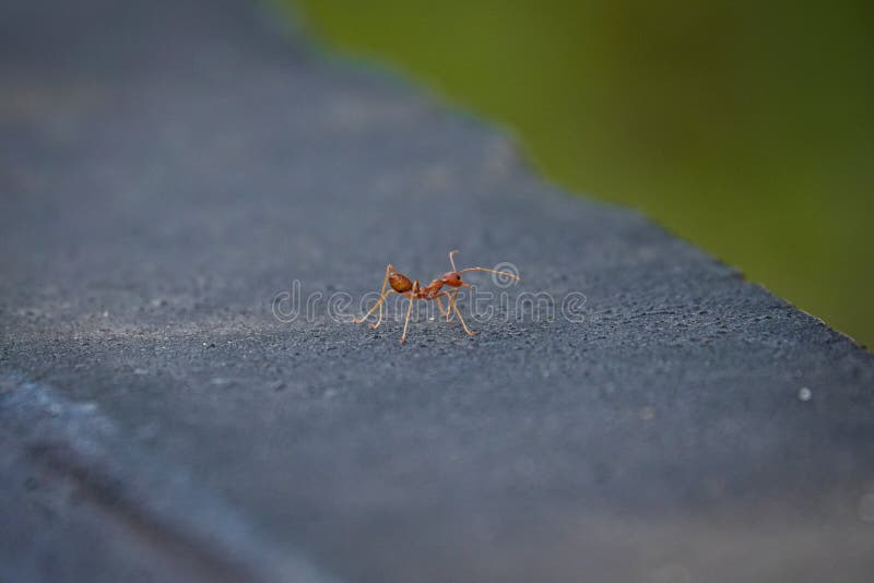 A Red Ant is Waiting for Something Stock Photo - Image of group, cute ...