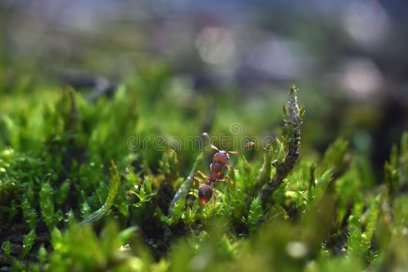 Red Ant that Walk on Green Grass. Macro Shot Stock Photo - Image of ...