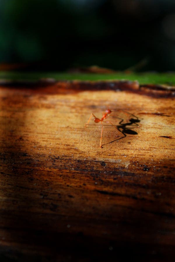 Red ant and its shadow stock image. Image of dashing - 199438043