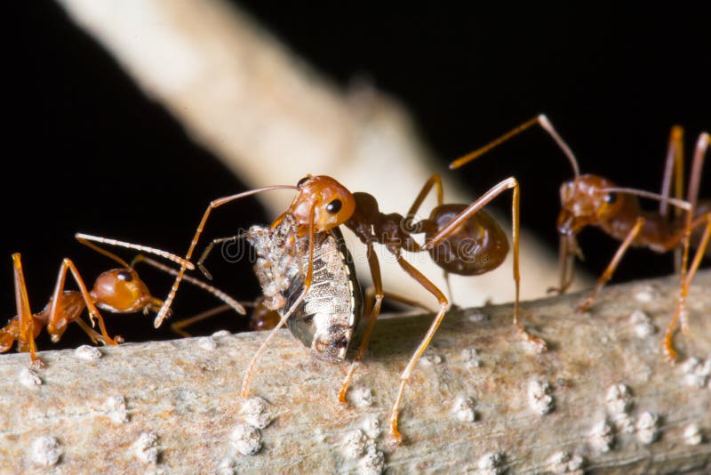 Red ant was carring insect stock image. Image of leaf - 66415971