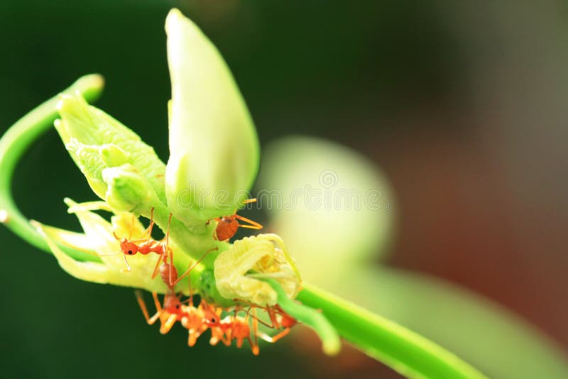 Red ant stock image. Image of oecophylla, creature, wildlife - 32290387