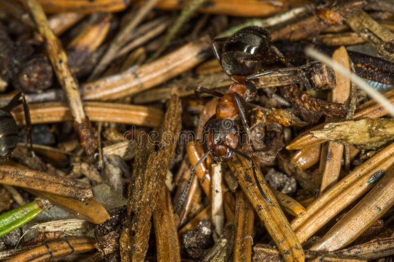 Red ant worker stock image. Image of antler, anatolia - 91614891