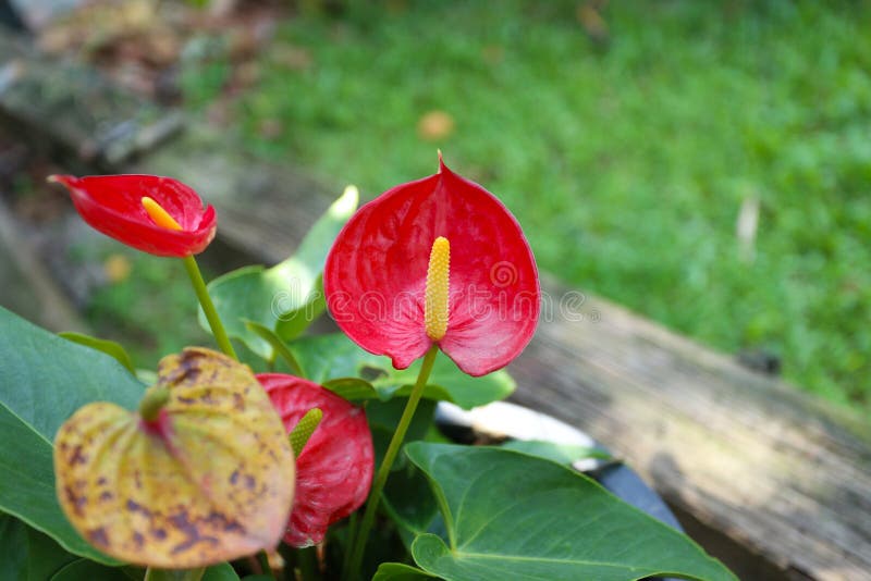 Red Anthurium Blooming in the Backyard Stock Photo - Image of bush ...