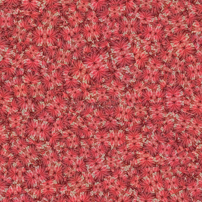 Red Anthurium Flower Collage Motif Random Pattern Stock Image - Image ...
