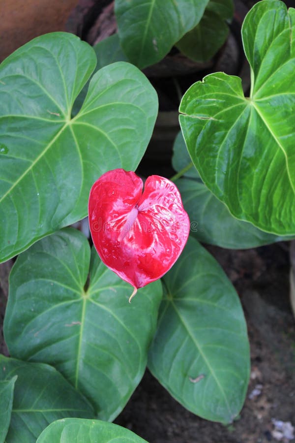 Red anthurium flower stock image. Image of animals, wight - 103169287