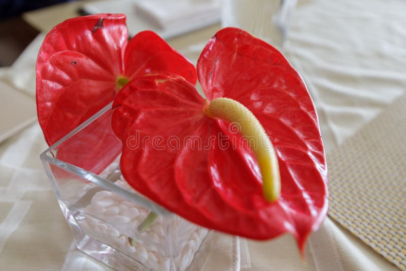 Red Anthurium Flower on the Table Stock Image - Image of white, table ...