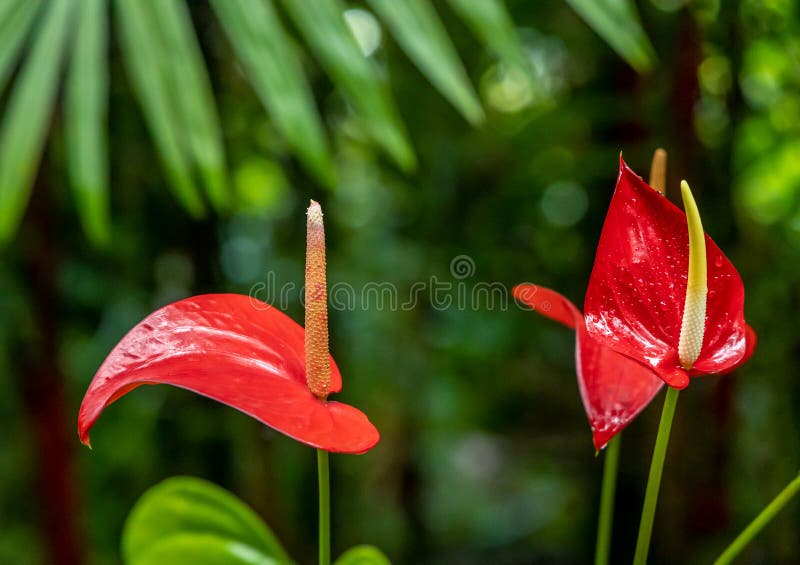 Red Anthurium Flower in the Tropical Rainforest Stock Image - Image of ...
