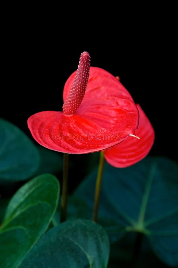 Red Anthurium flowers stock photo. Image of beauty, green - 37772312