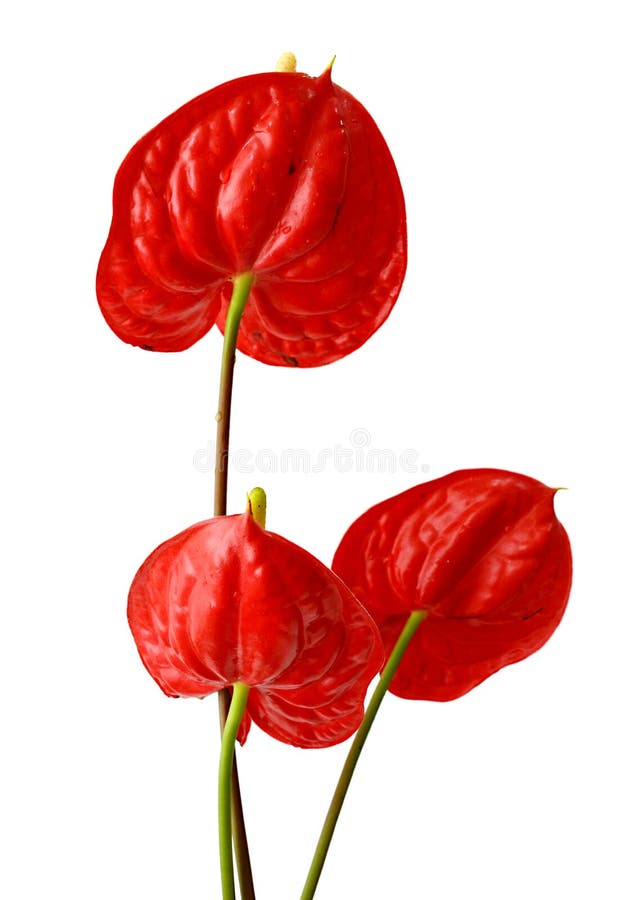 Red anthurium flowers. stock photo. Image of beauty - 197187024