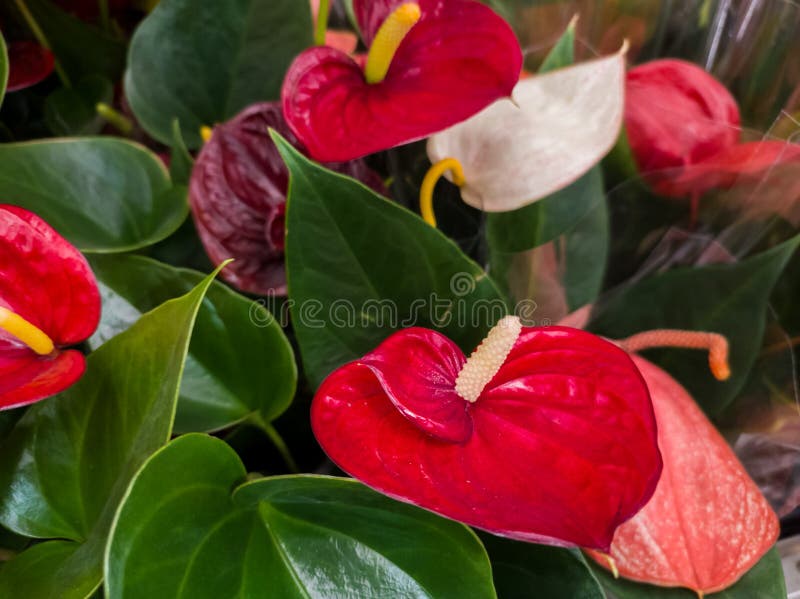Anthurium Tropical Plant Blooming with Red Flowers, Close-up Stock ...