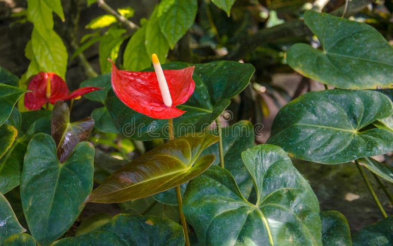 Red Anthurium stock image. Image of blooming, leaf, bloom - 31033765