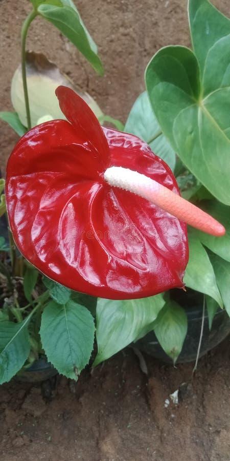 Red Anthuryam Flower Sir Lanka Stock Image - Image of fowler, sirlanka ...