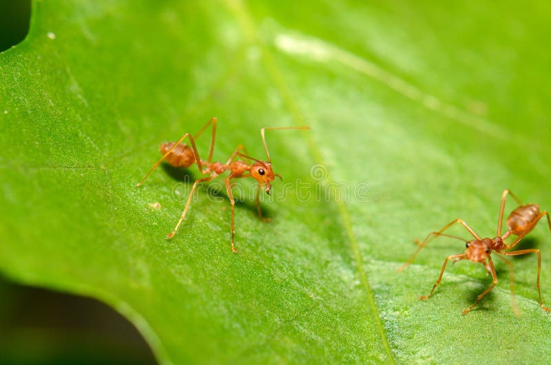 Red ants stock photo. Image of natural, animal, leaf - 25260186