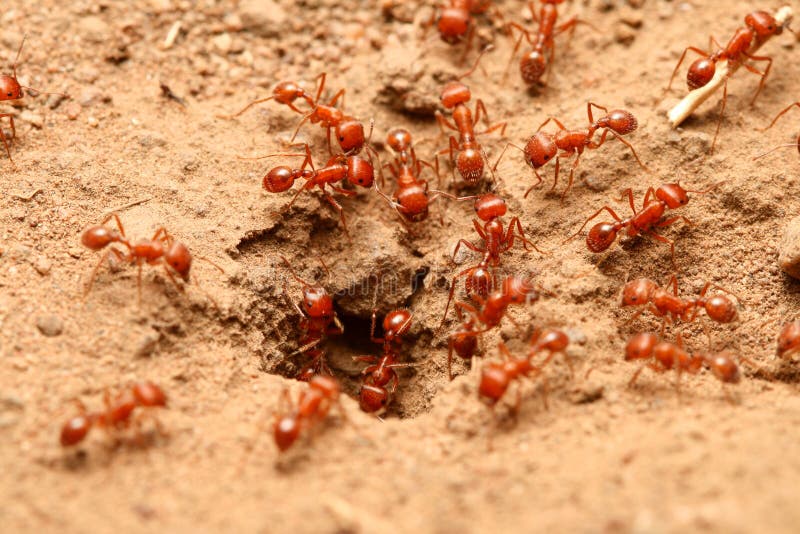 Red ants stock photo. Image of cooperation, wildlife, brown - 6627796
