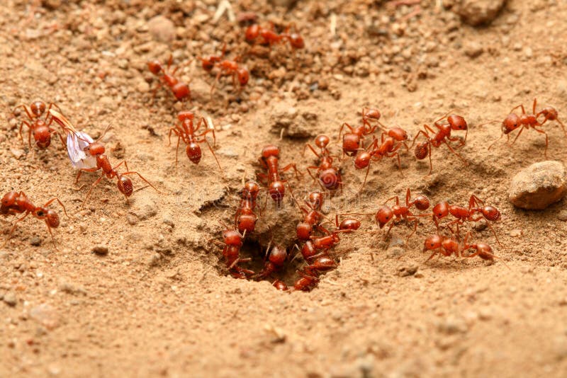 Red ants stock photo. Image of cooperation, wildlife, brown - 6627796