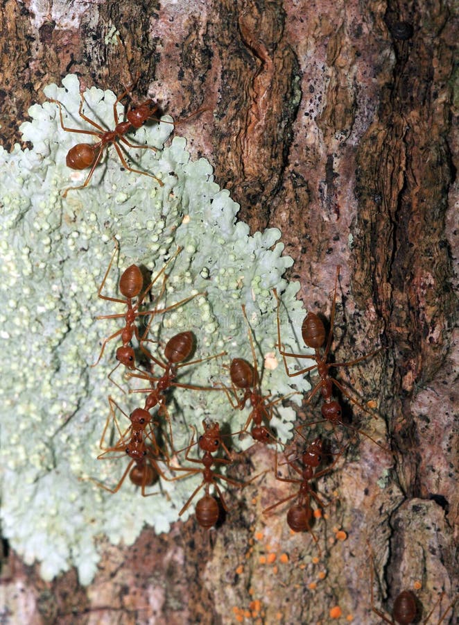 Ants Crawling Tree Stock Photos - Download 125 Royalty Free Photos
