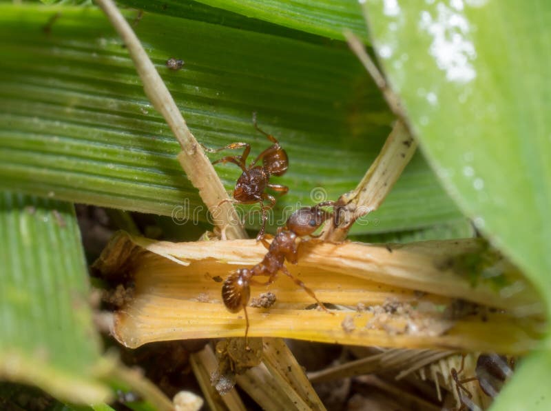 Red Ants. an Anthill Full of Ants Stock Photo - Image of bokeh, extreme ...
