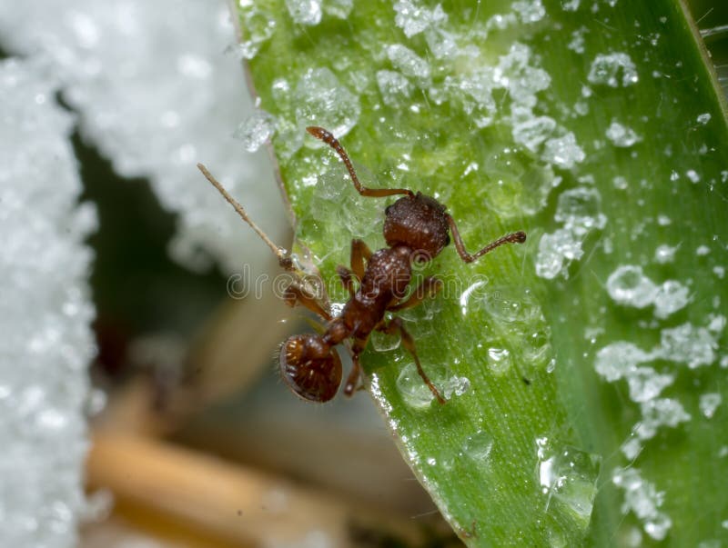 Red Ants. an Anthill Full of Ants Stock Photo - Image of science ...