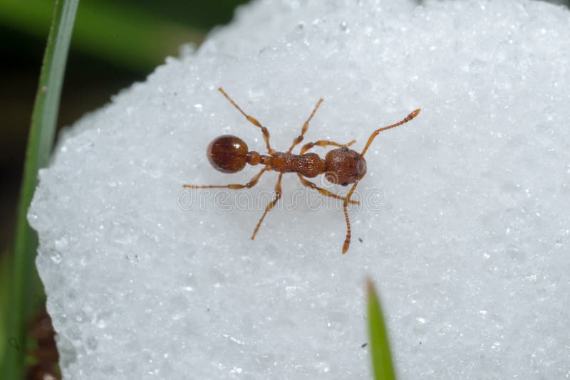 Red Ants. an Anthill Full of Ants Stock Photo - Image of crowd ...