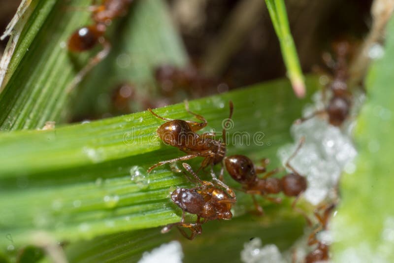 Red Ants. an Anthill Full of Ants Stock Image - Image of power ...