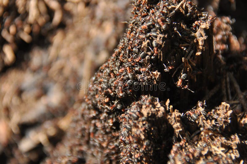 Red Ants on an Anthill in the Woods Basking in the Spring Sun after a ...