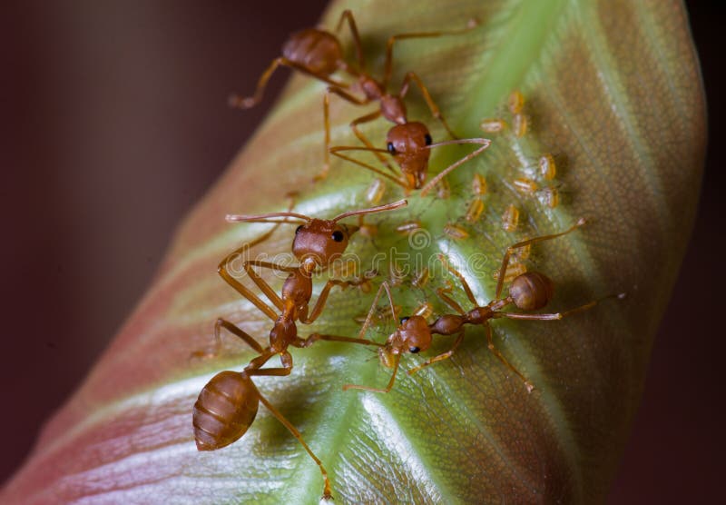 Red Ants and Aphids on Leaf Stock Photo - Image of eyes, female: 66471244