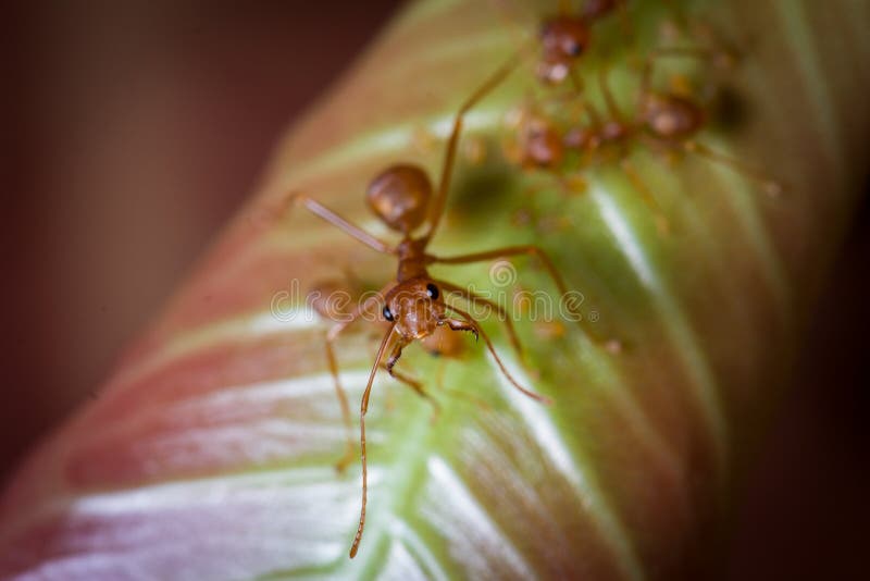 Red Ants and Aphids on Leaf Stock Image - Image of destructive, extreme ...
