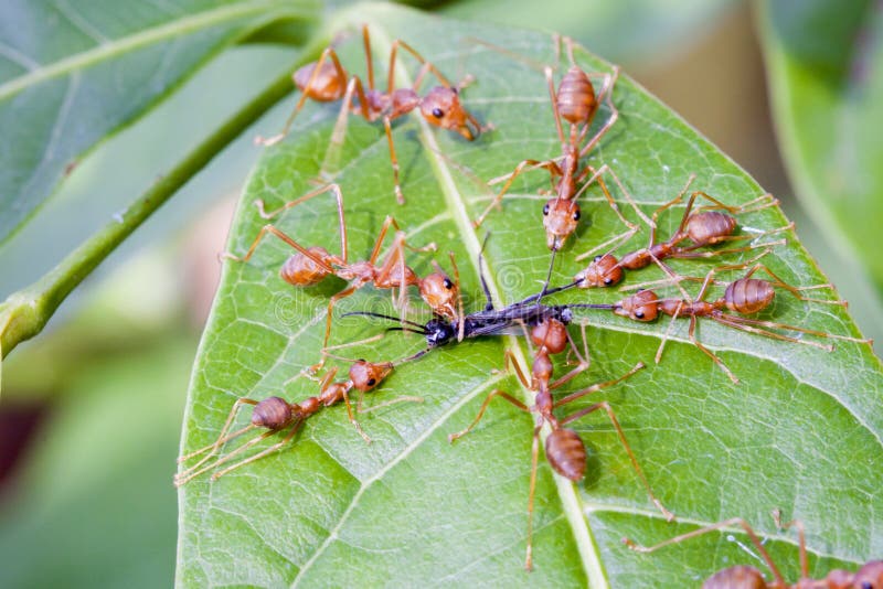Red Ants Attacking a Insect on Leaf Stock Photo - Image of macro, food ...