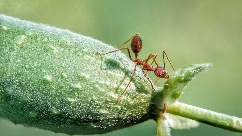 Red ants are biting plants stock photo. Image of insect - 166952844